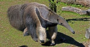 What Do Anteaters Eat? Their Diet Explained - AZ Animals