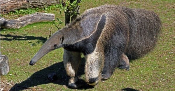 Which Animals Have The Largest Claws On Earth? - A-Z Animals