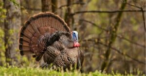 Strong Enough To Survive: The 10 Weakest Animals In The World - A-Z Animals