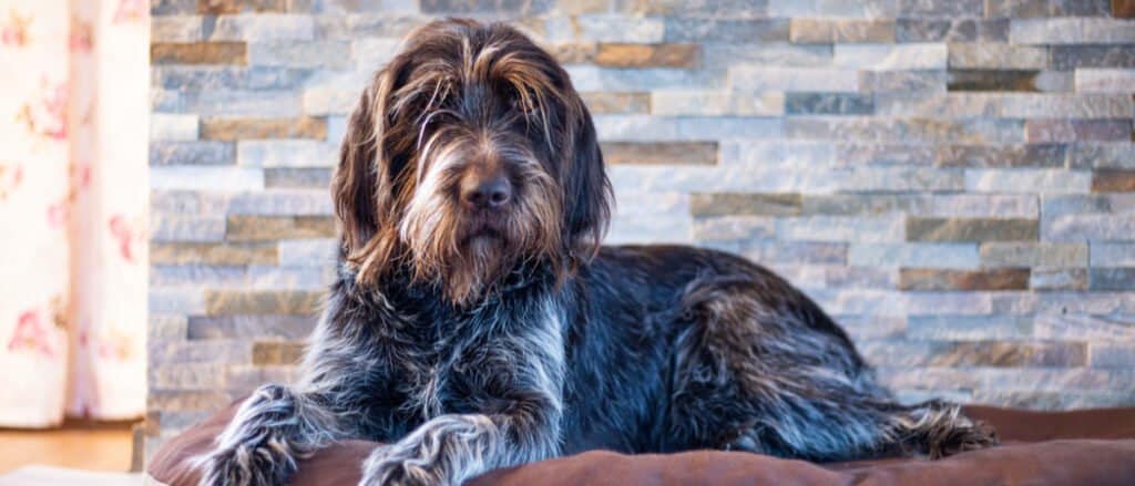 Pointing Griffon Puppy
