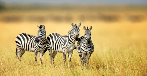 Zebra Animal Facts - Equus - A-Z Animals