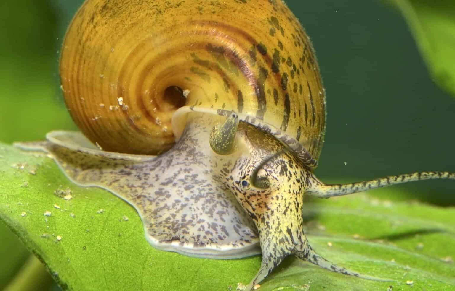 The 15 Best Pets That Won't Stink Up Your House - A-Z Animals