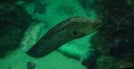 What Do Eels Eat? Everything You Need to Know - A-Z Animals