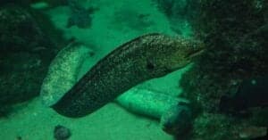 What Do Eels Eat? Everything You Need to Know - A-Z Animals