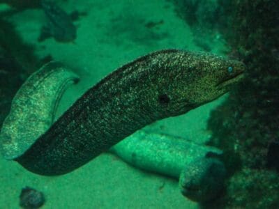 Eel Fish Facts | AZ Animals