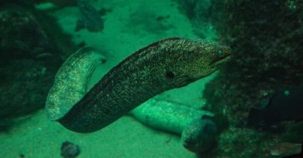 What Do Eels Eat? 20 Foods They Hunt - A-Z Animals