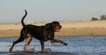 Treeing Walker Coonhound Animal Facts - Canis lupus familiaris - A-Z ...