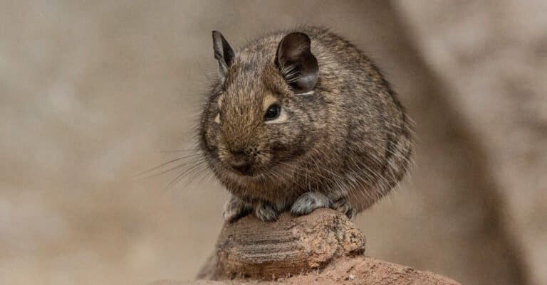 10 Animals That Laugh - A-Z Animals