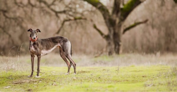 Greyhound Progression: Growth Chart, Milestones, and Training Tips - A ...
