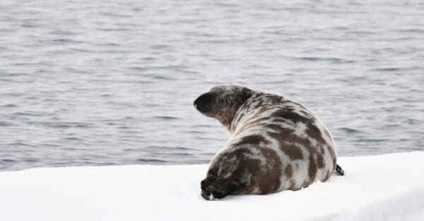 Wildlife in Portugal - Types of Portuguese Animals - A-Z Animals