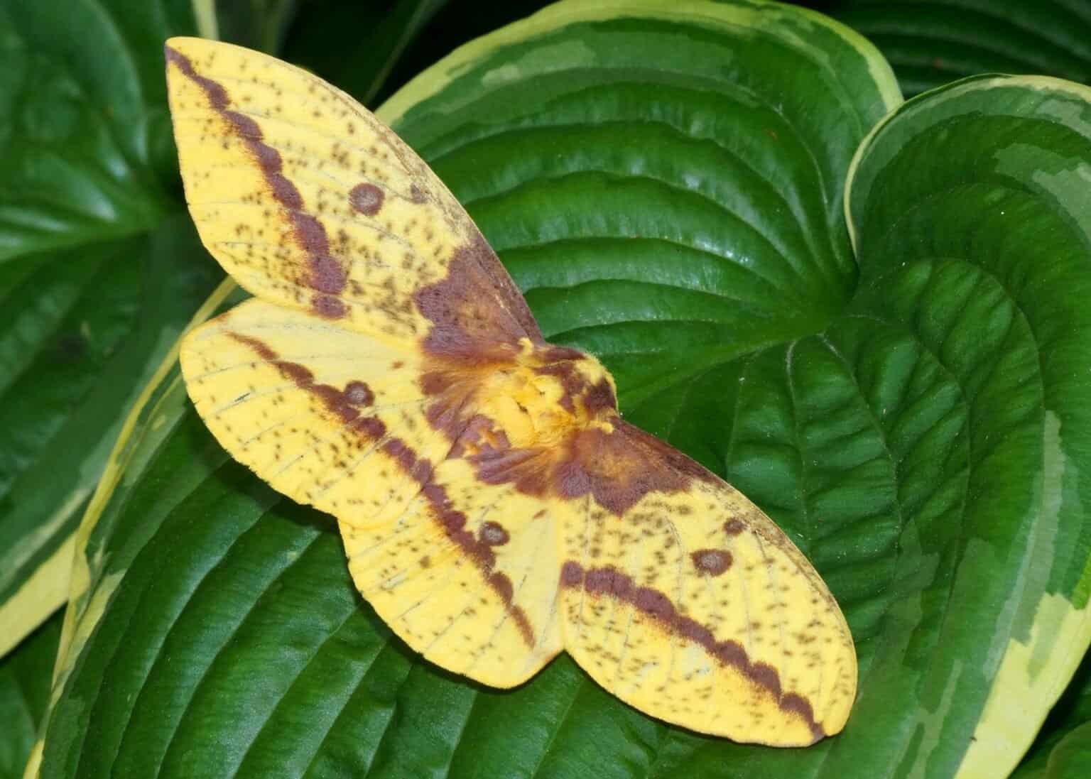 The 12 Most Common Moths You'll Find in Ohio - A-Z Animals