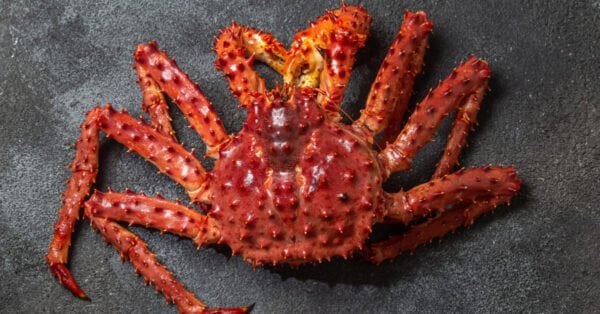 Carcinization: Here's Why Animals Keep Evolving Into Crabs - A-Z Animals