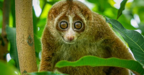 Loris Animal Facts - Lorisidae - A-Z Animals