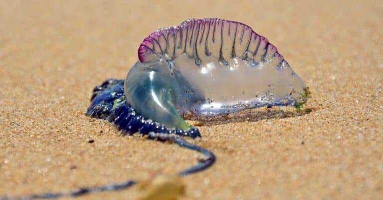12 Animals That Don't Have a Brain and How the Heck They Survive! - A-Z ...