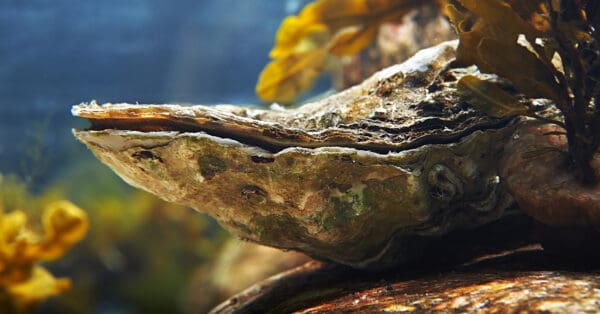 What Are Bivalves? 5 Examples of These Amazing Creatures - A-Z Animals