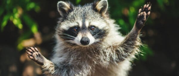 Are Raccoons Nocturnal Or Diurnal? Their Sleep Behavior Explained - A-Z ...