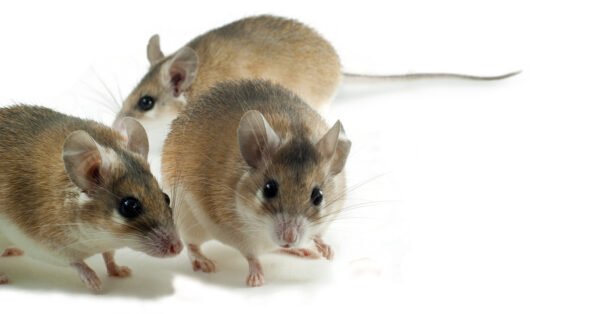 How Many Rats Are In The World? - A-Z Animals