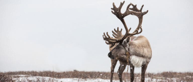 The 12 Animals of Christmas from Around the World - A-Z Animals
