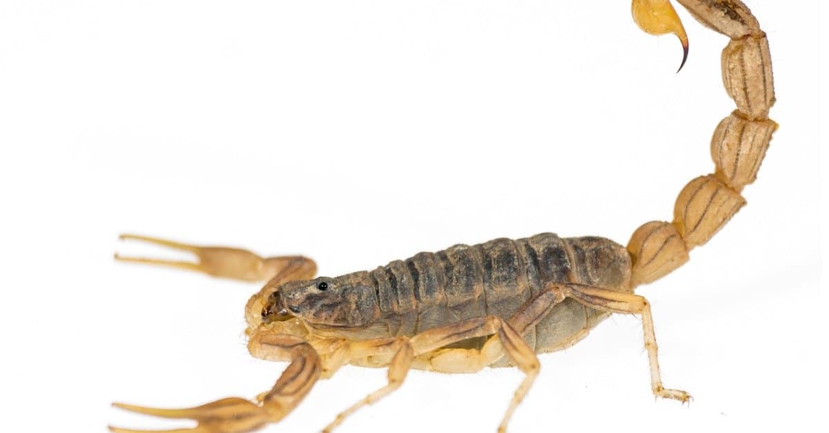 Discover the Most Venomous Scorpion in the World - A-Z Animals