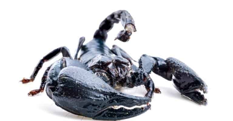 Meet the Scorpio Spirit Animals & What They Mean - A-Z Animals
