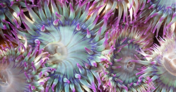 10 Fascinating Facts About Sea Anemones - A-Z Animals