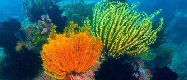 Echinoderm - A-Z Animals