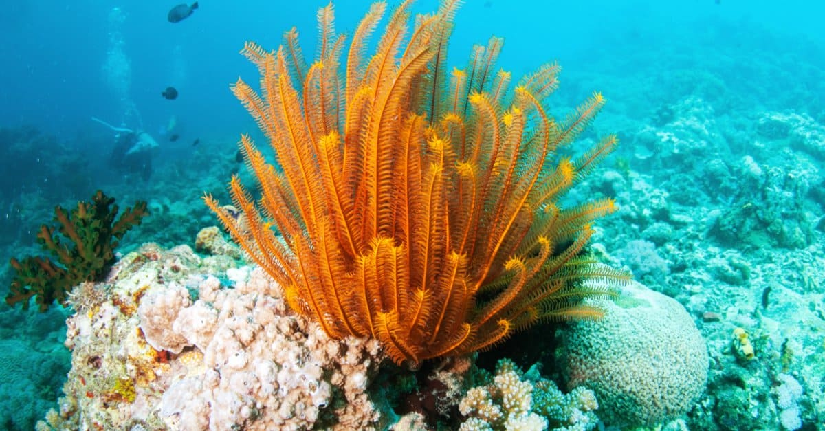 Sponge Animal Facts - A-Z Animals