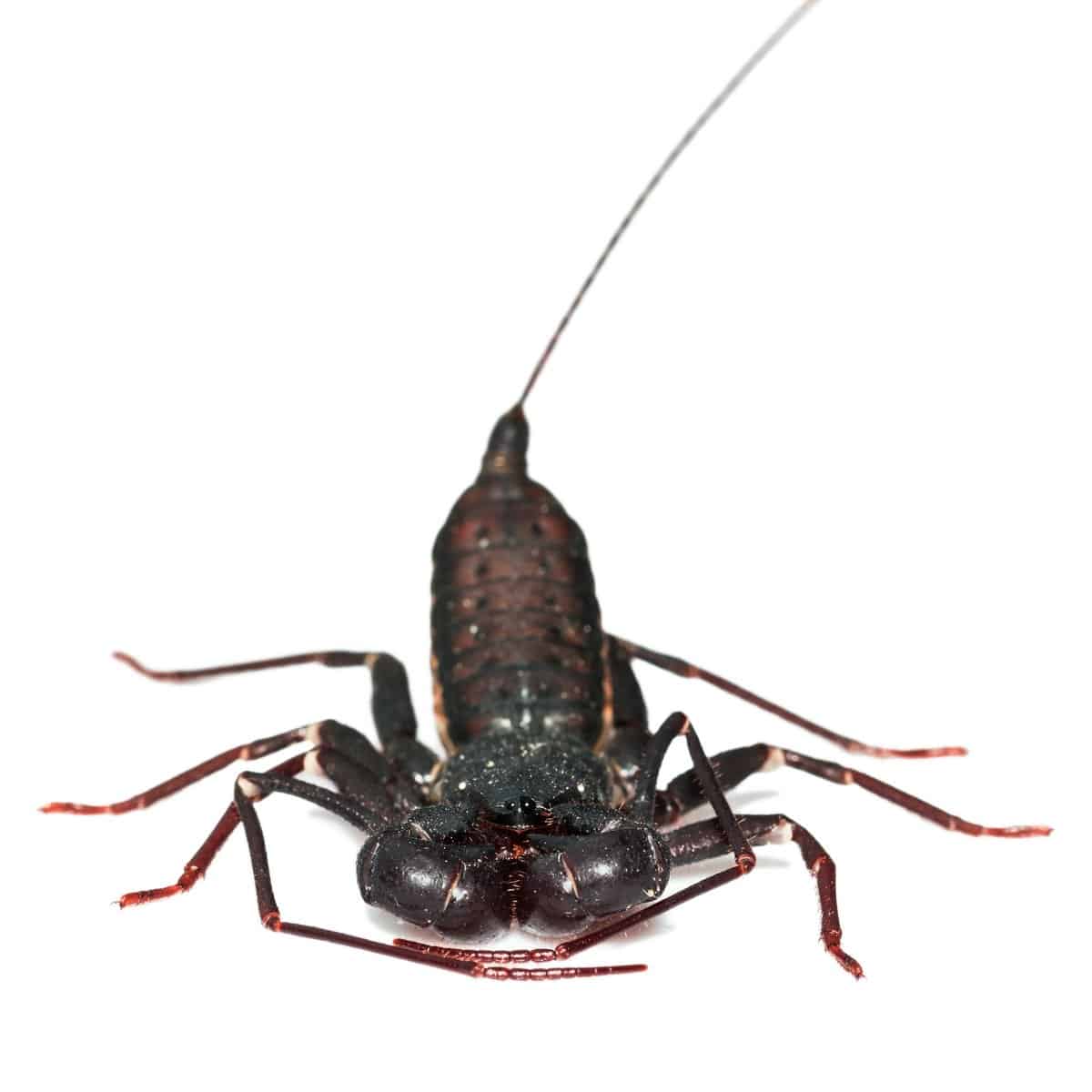 Whoa! Check Out These 12 Animals That Spit Acid - A-Z Animals