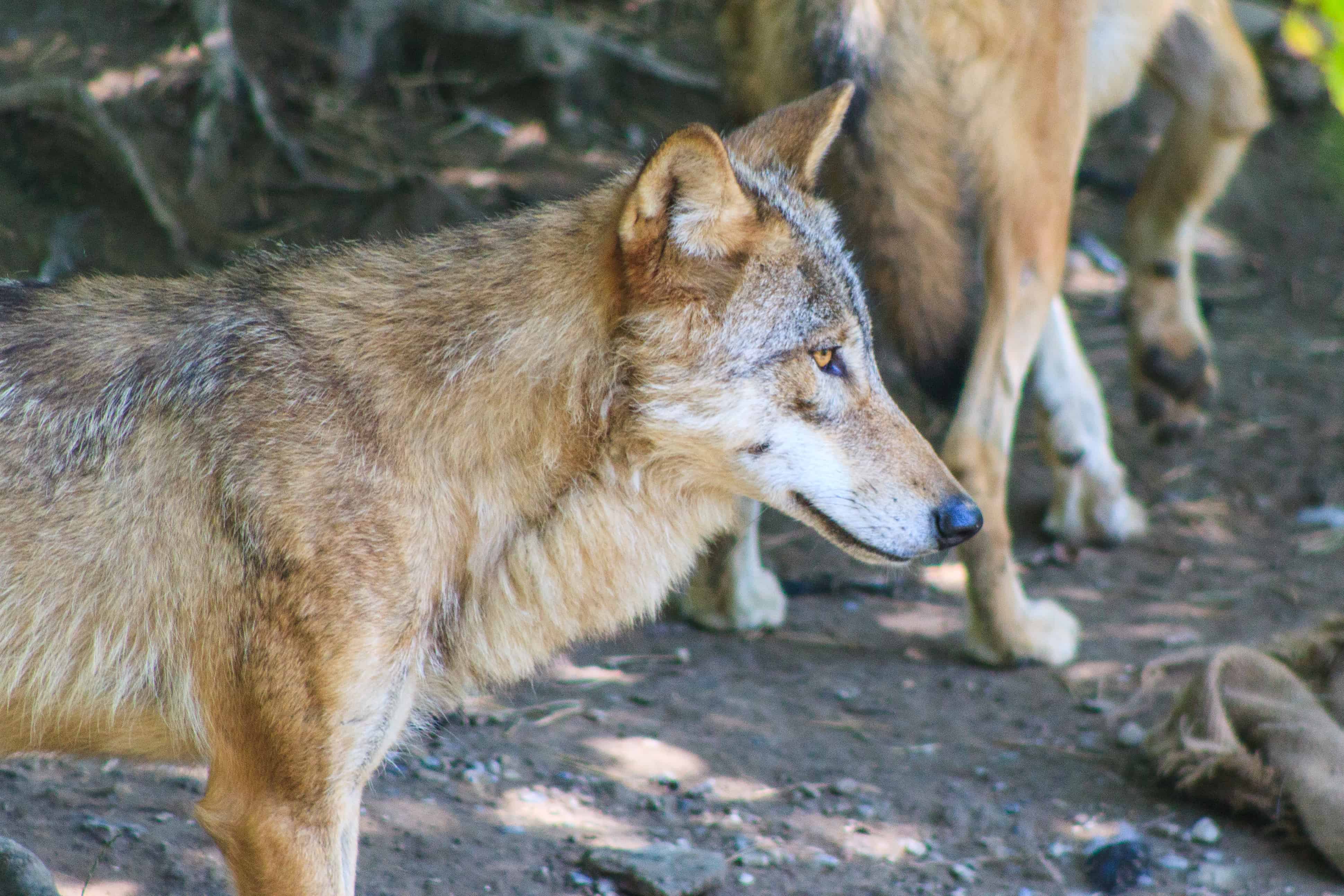 Wolf Colors: Discover the Rarest to Most Common - A-Z Animals
