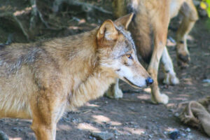 Wolf Colors: Discover the Rarest to Most Common - A-Z Animals