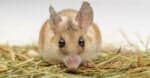 Mouse Animal Pictures | A-Z Animals