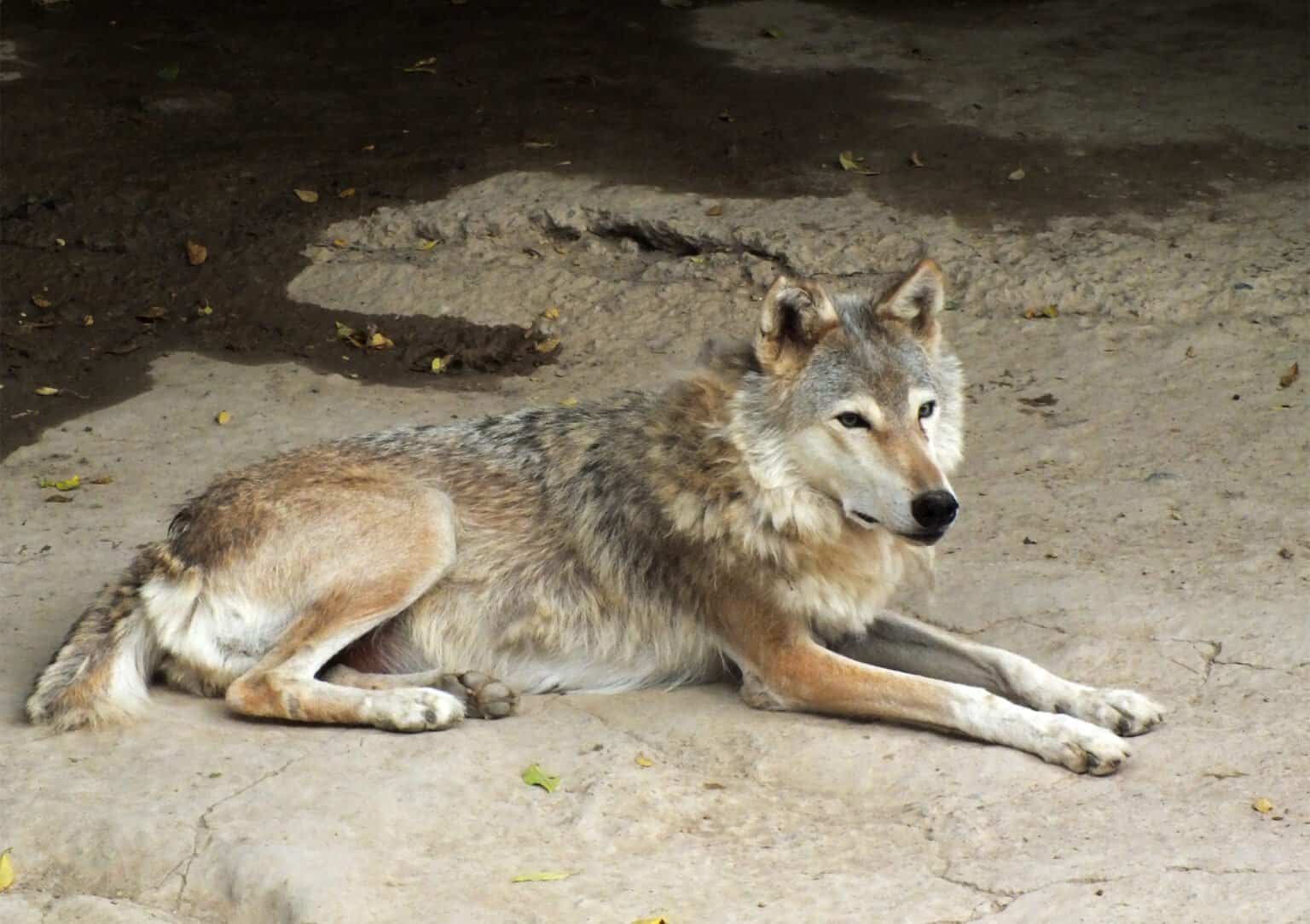 The 10 Largest Wolves in the World - A-Z Animals