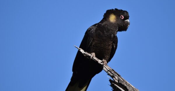 Cockatoo Animal Facts - Cacatuidae - A-Z Animals