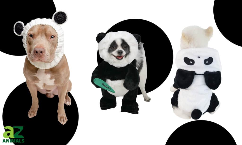 The Best Panda Costumes for Dogs - A-Z Animals
