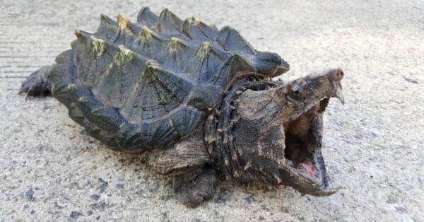 Box Turtle vs Snapping Turtle: What Are The Differences? - A-Z Animals