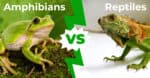 Understanding the Key Differences Between Amphibians and Reptiles - A-Z ...