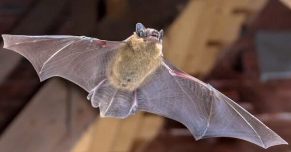 What Do Bats Eat? 20 Foods in Their Diet - A-Z Animals