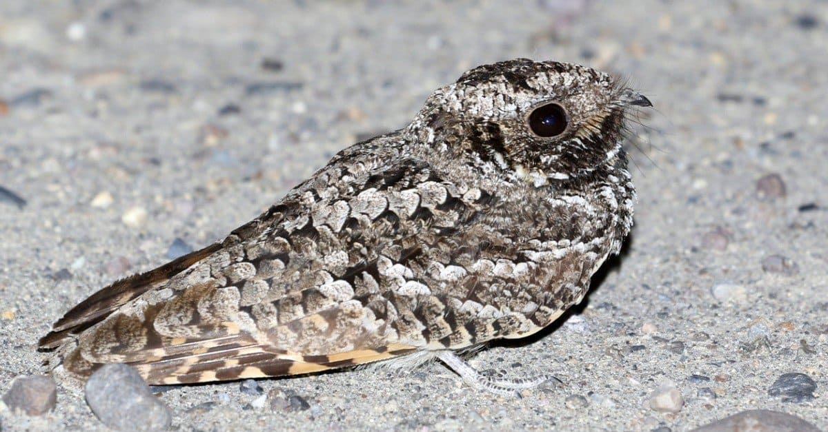 10 Animals That Hibernate the Longest (Bears Are Not #1!) - A-Z Animals