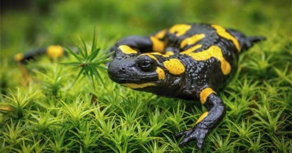 Wildlife in Ohio - Types of Ohioan Animals - A-Z Animals