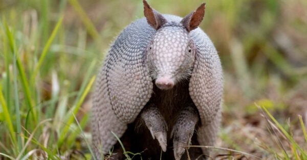 10 Astonishing Armadillo Facts: From Armored Shells to Vertical Jumps ...