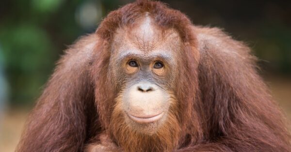Orangutan Animal Facts - Pongo pygmaeus, Pongo abelii, Pongo ...