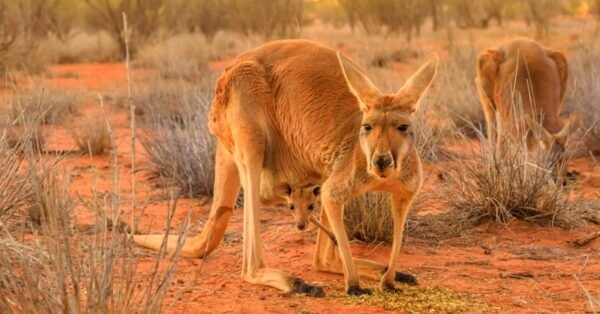 10 Animals That Never Stop Growing: A Look at Indeterminate Growth - A ...