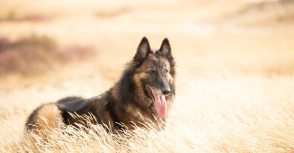 Belgian Tervuren Dog Breed Complete Guide - A-Z Animals