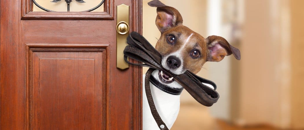 Here Are the Best Dog Leash Holders - A-Z Animals