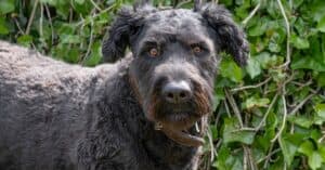 Bouvier Des Flandres Dog Breed Complete Guide - A-Z Animals