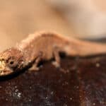 Brookesia Micra Animal Facts - Brookesia micra - A-Z Animals
