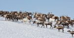 Understanding Caribou Migration: More Than Just a Seasonal Journey - A ...