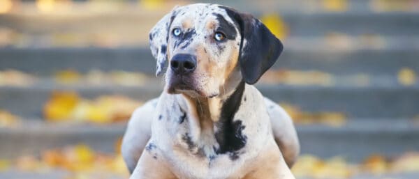 Catahoula Leopard Dog Animal Facts - Canis lupus familiaris - A-Z Animals