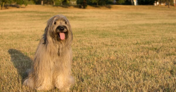 Catalan Sheepdog Dog Breed Complete Guide - A-Z Animals