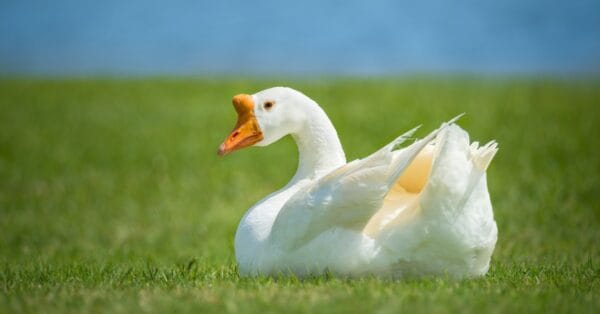 Why Geese Make Surprisingly Good Guard Animals - A-Z Animals